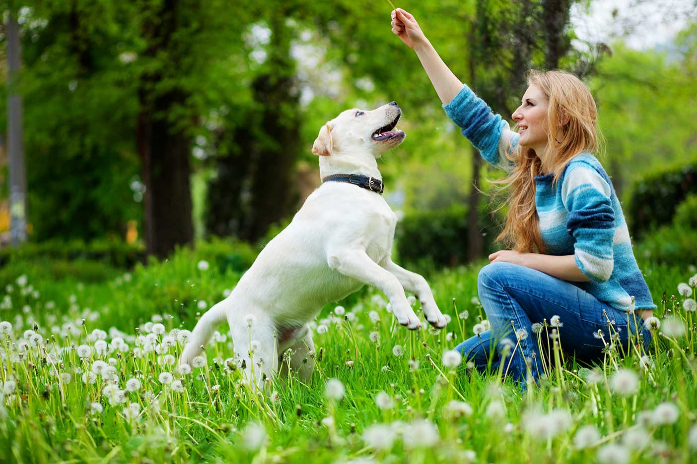 How Much Do Dog Walkers Charge Per Hour Uk How Much Do Dog Walkers Charge Per Hour Uk