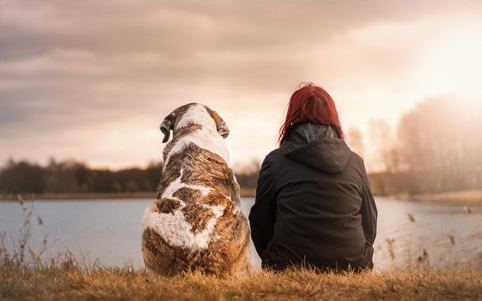 Top Pet Sitting Tips 2022 ( 8 Steps )